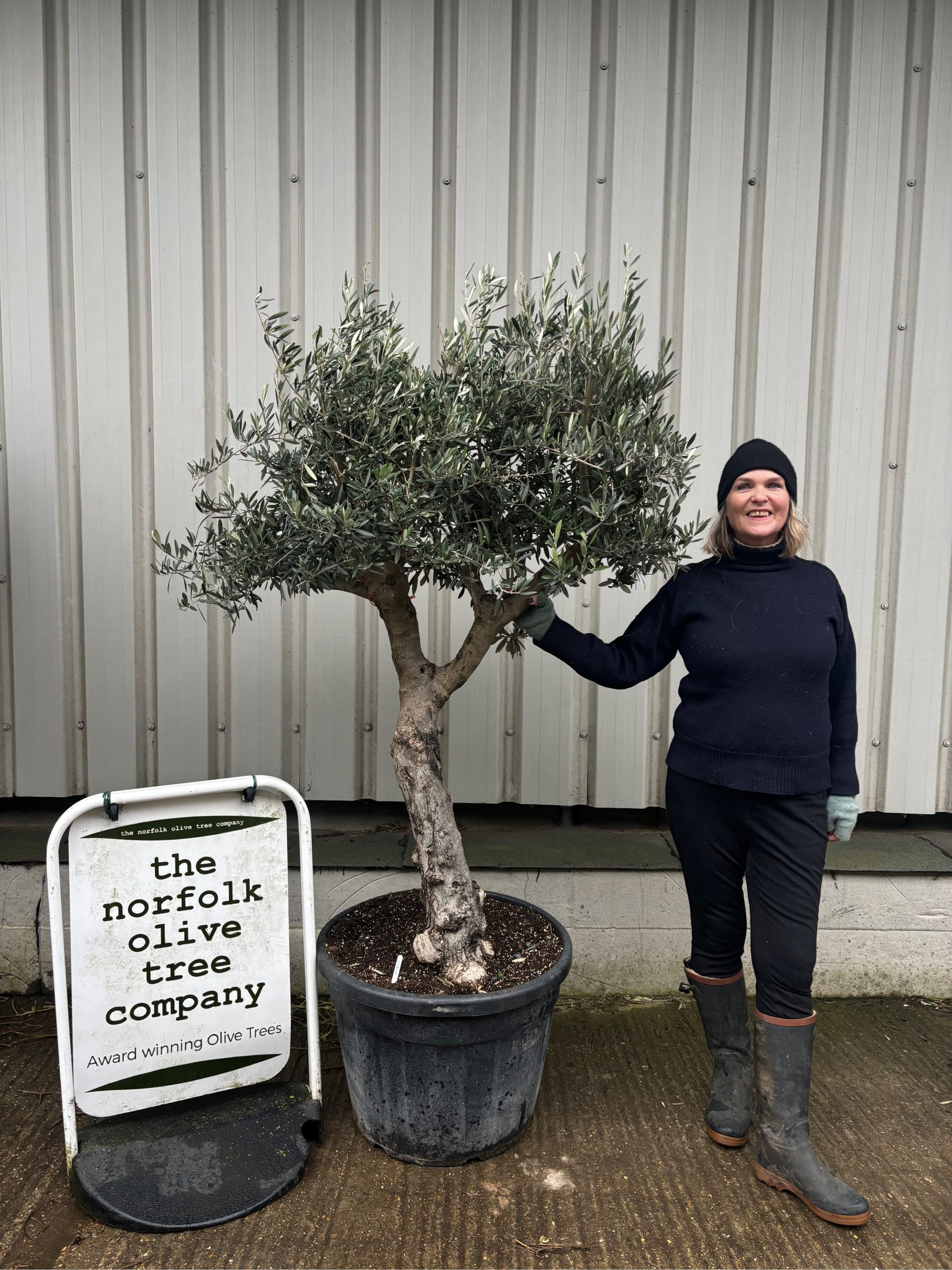 Olive Tree in Pot delivery included - The Norfolk Olive Tree Company