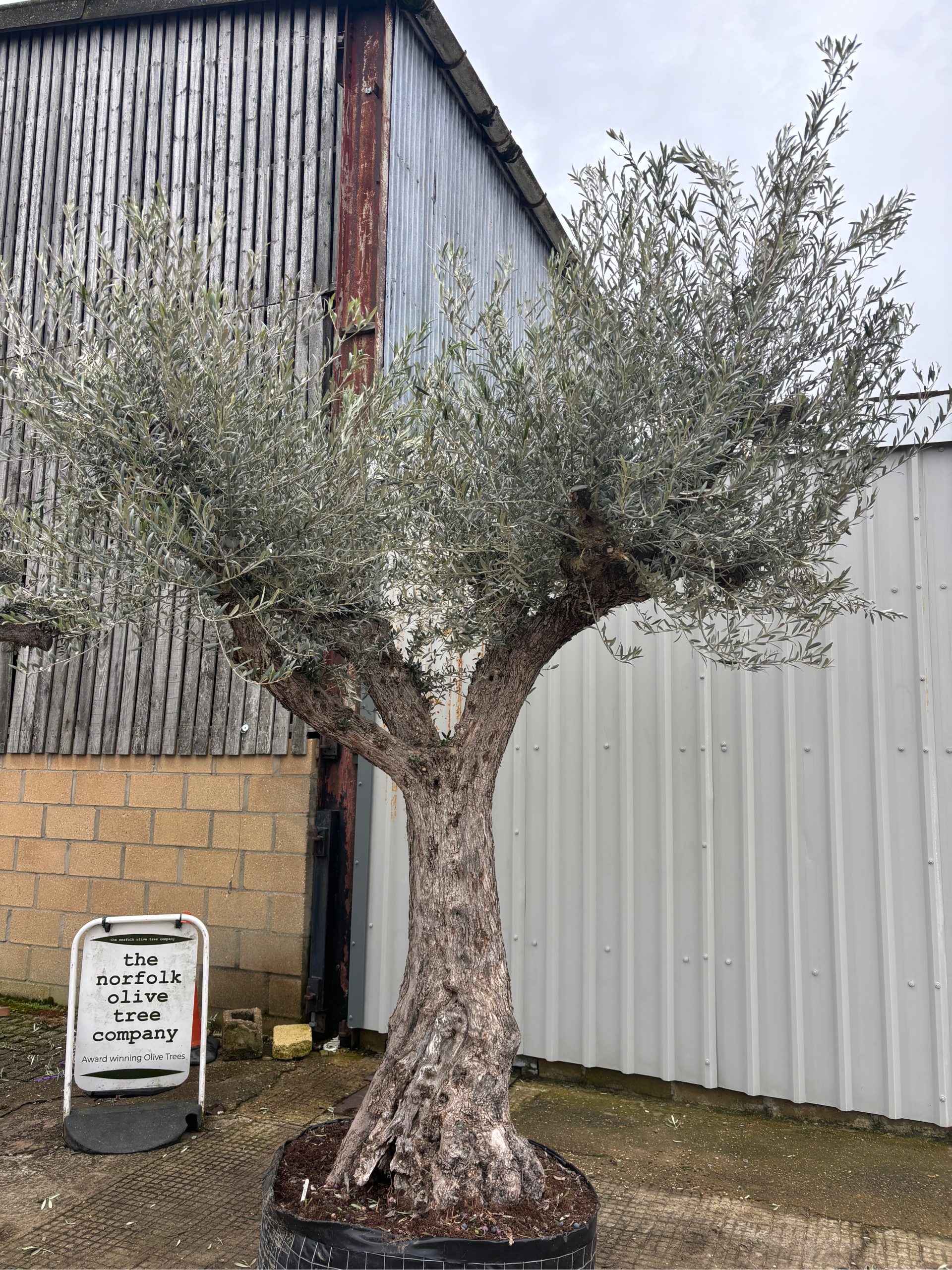 Gnarled Ancient Olive Tree for Sale in the UK (100+ Years Old) - The ...