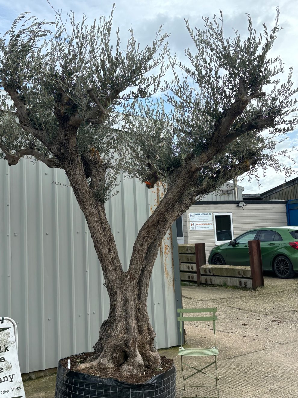 Gnarled Ancient Olive Tree for Sale in the UK (100+ Years Old) - The ...
