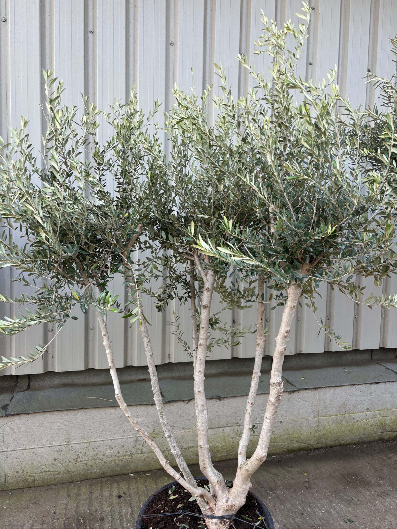 Multi-Stem Terrace & Courtyard Olive Tree | Patio & Rooftop Olive Tree ...