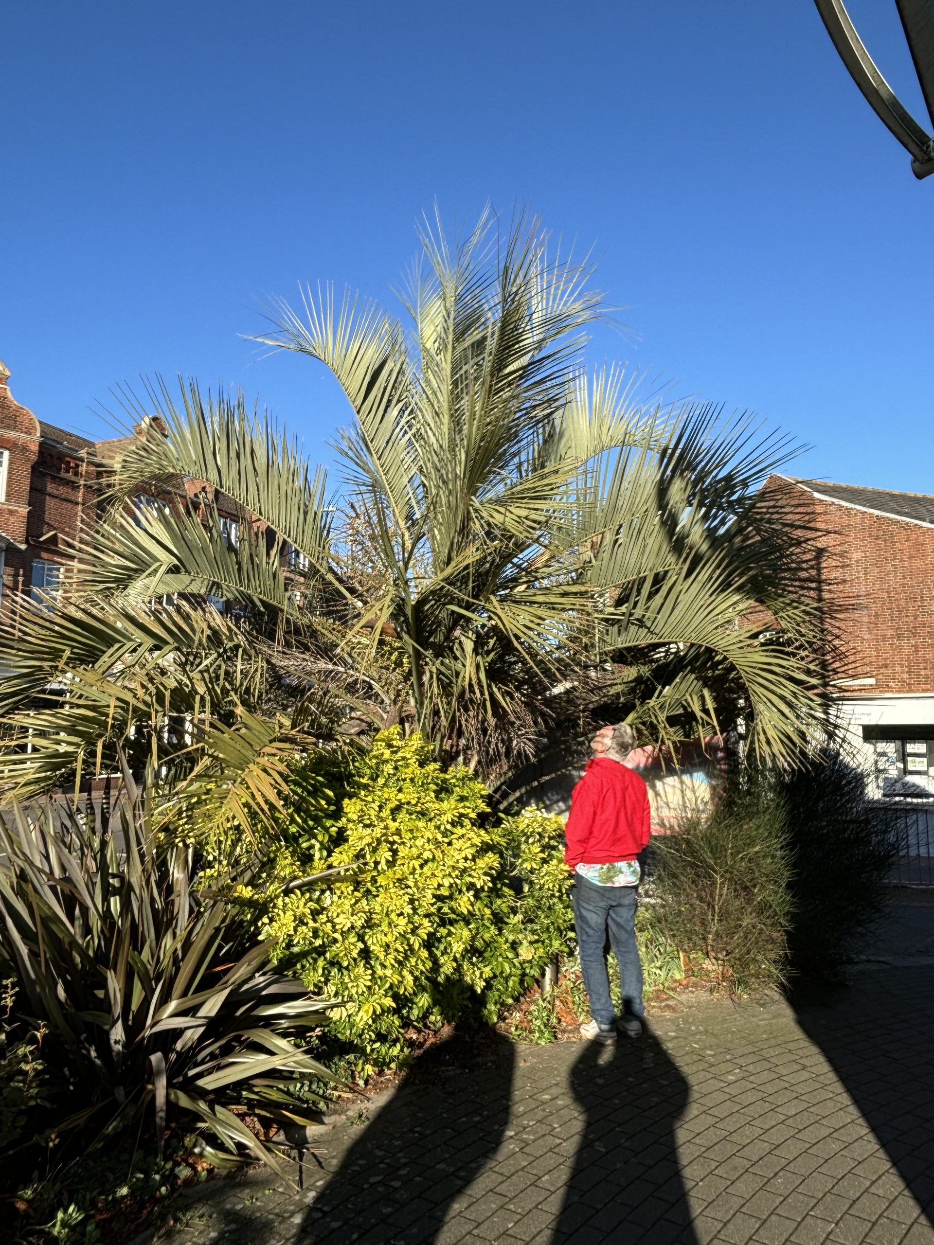 Palm Trees in the UK: What Grows, What Works & Where to Buy - The ...
