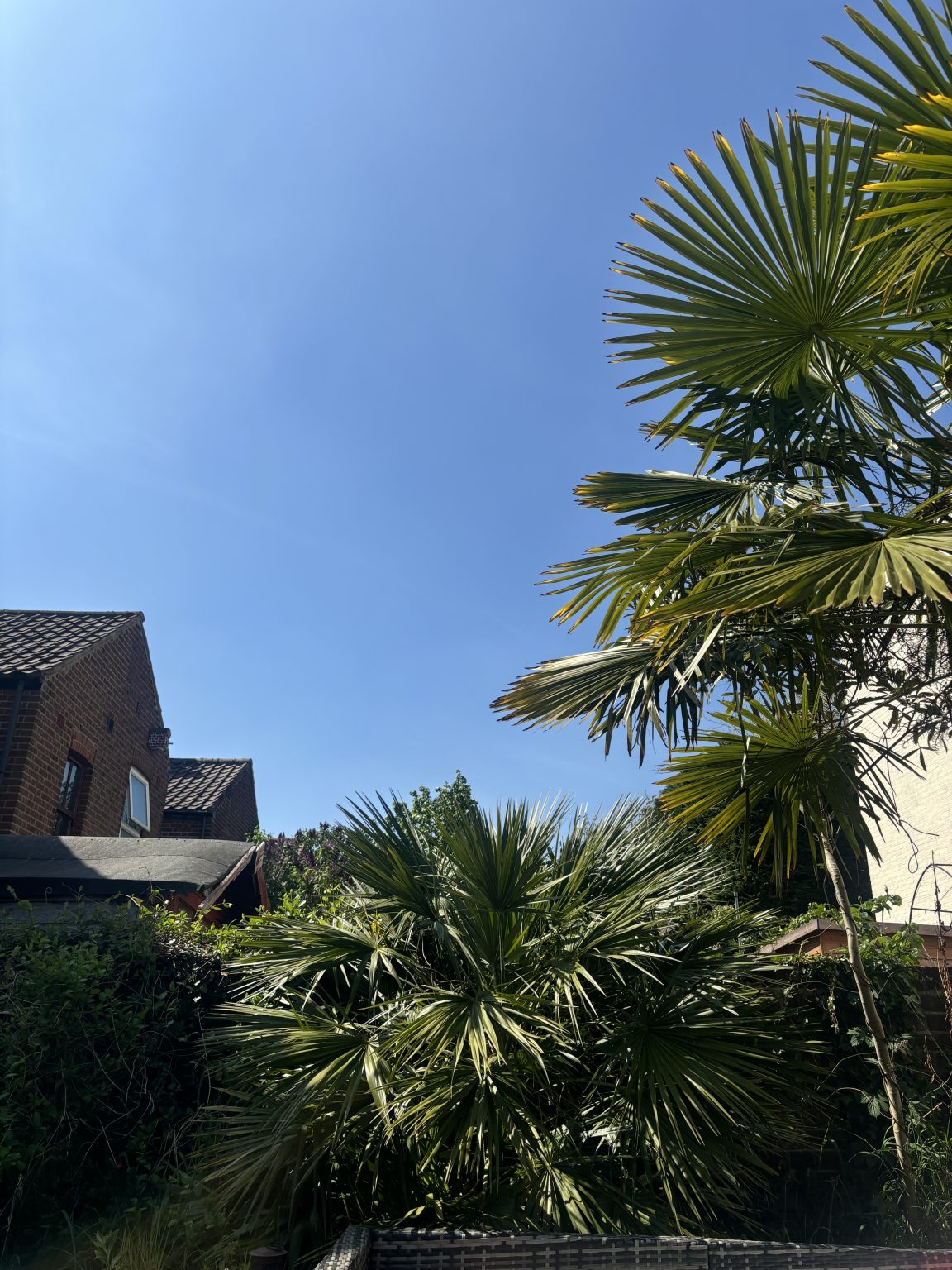 Palm Trees in the UK: What Grows, What Works & Where to Buy - The ...