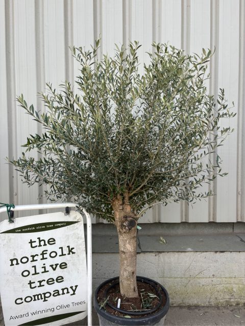 Olive Tree in Pot delivery included - The Norfolk Olive Tree Company
